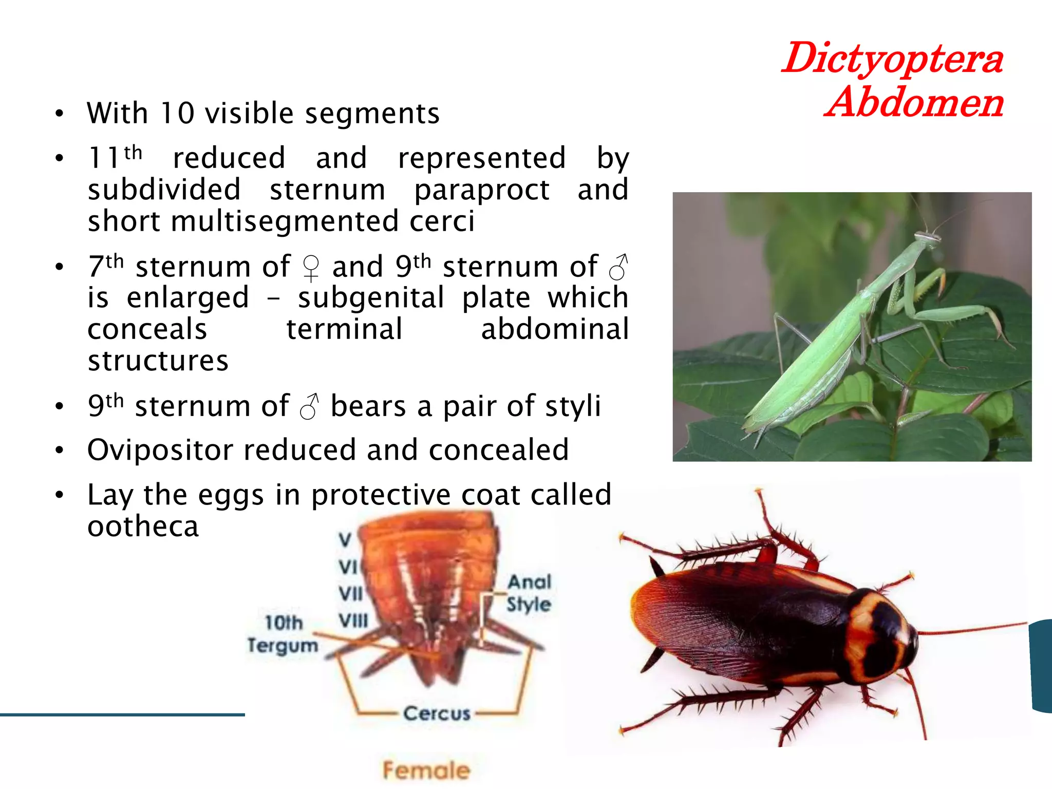 Insect Order: Dictyoptera | PPTX