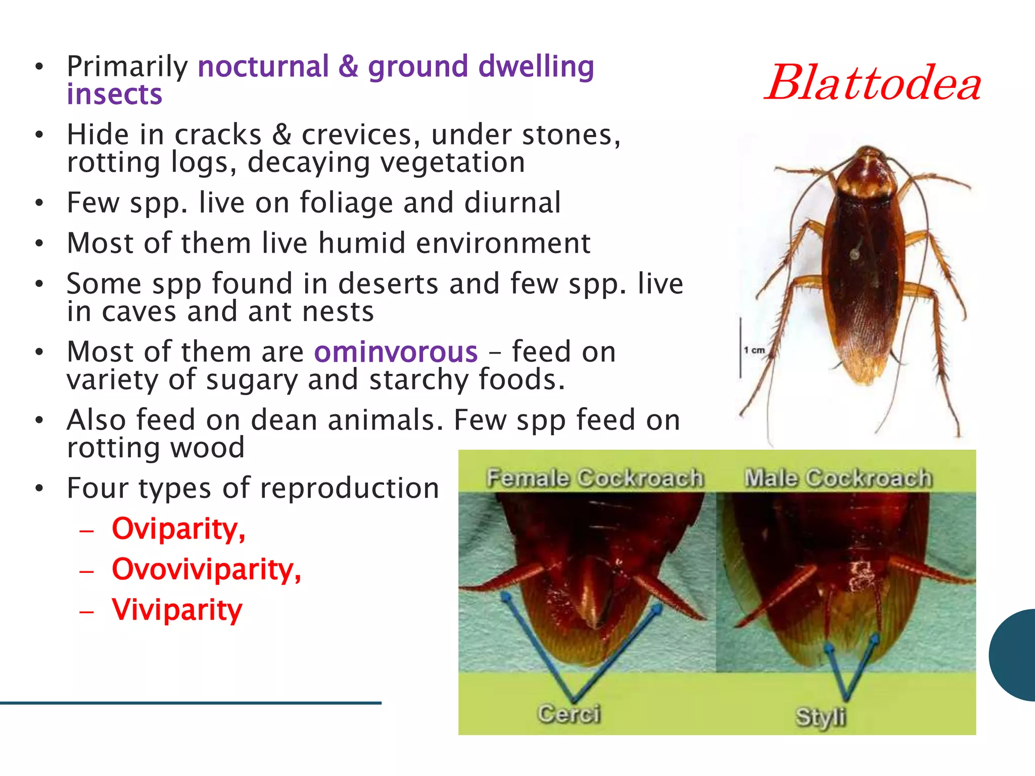Insect Order: Dictyoptera | PPTX