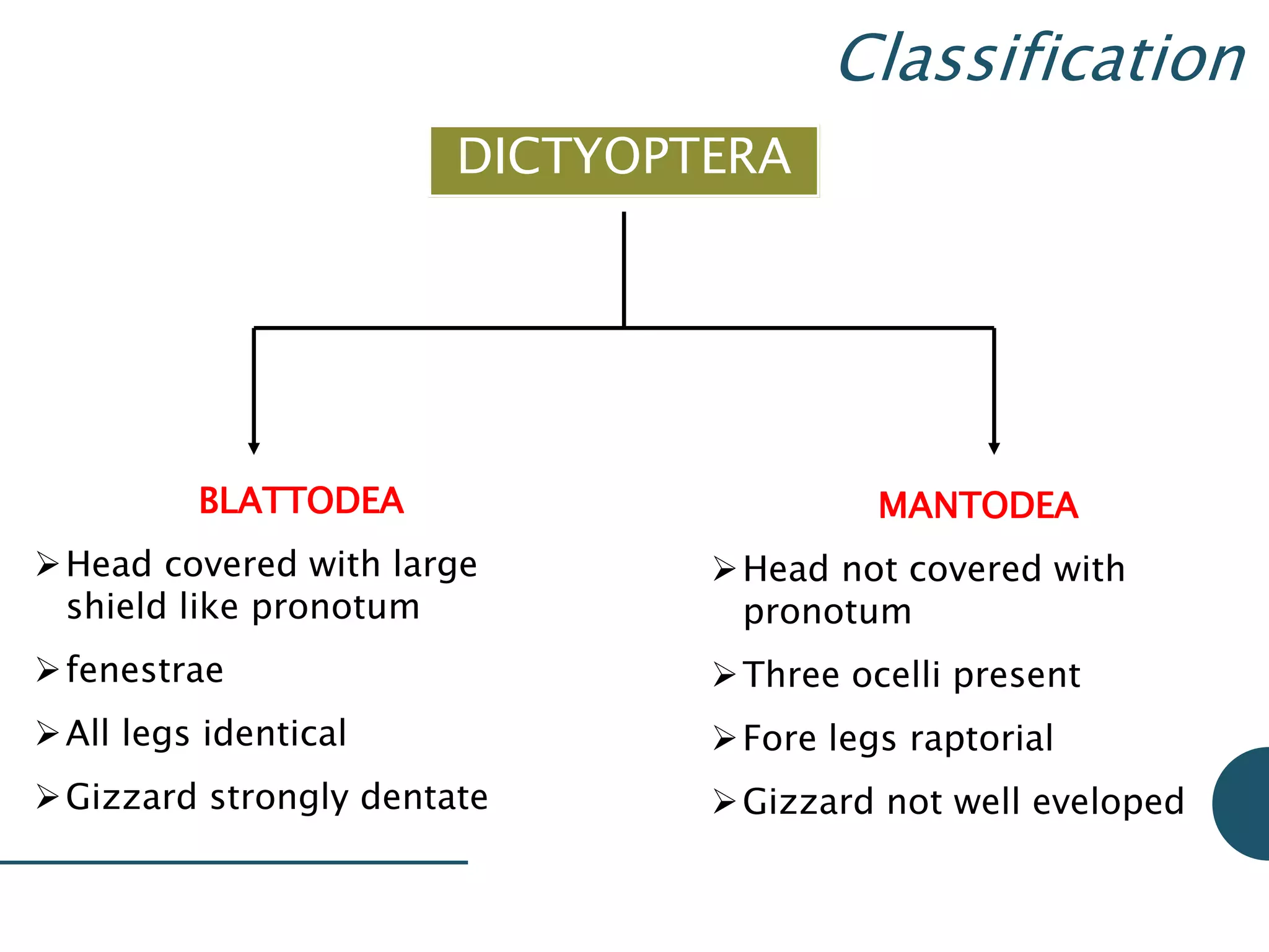 Insect Order: Dictyoptera | PPTX