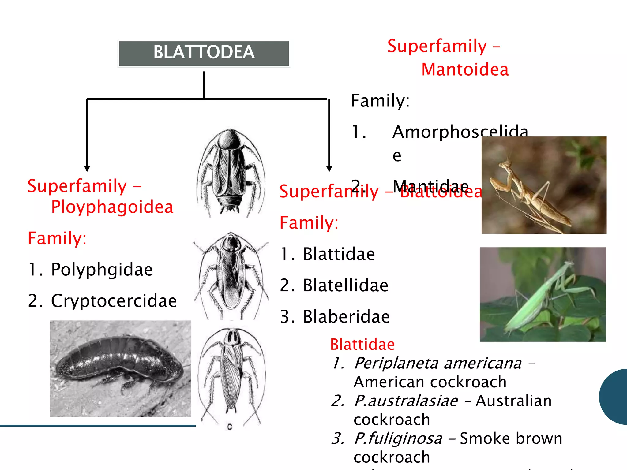 Insect Order: Dictyoptera | PPTX
