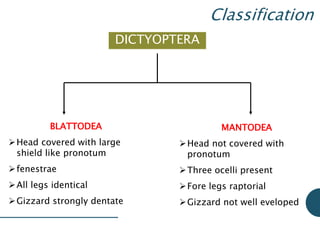 Insect Order: Dictyoptera | PPTX