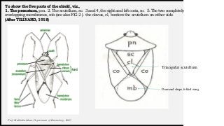 Order Hemiptera | PDF