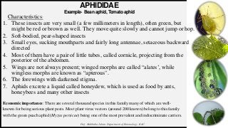 Order Hemiptera | PDF