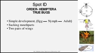 Order Hemiptera | PDF