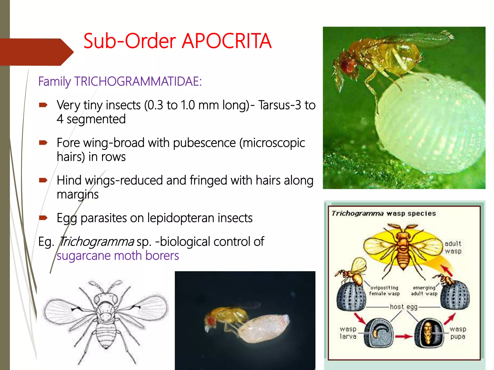 Insects Order hymenoptera | PPTX