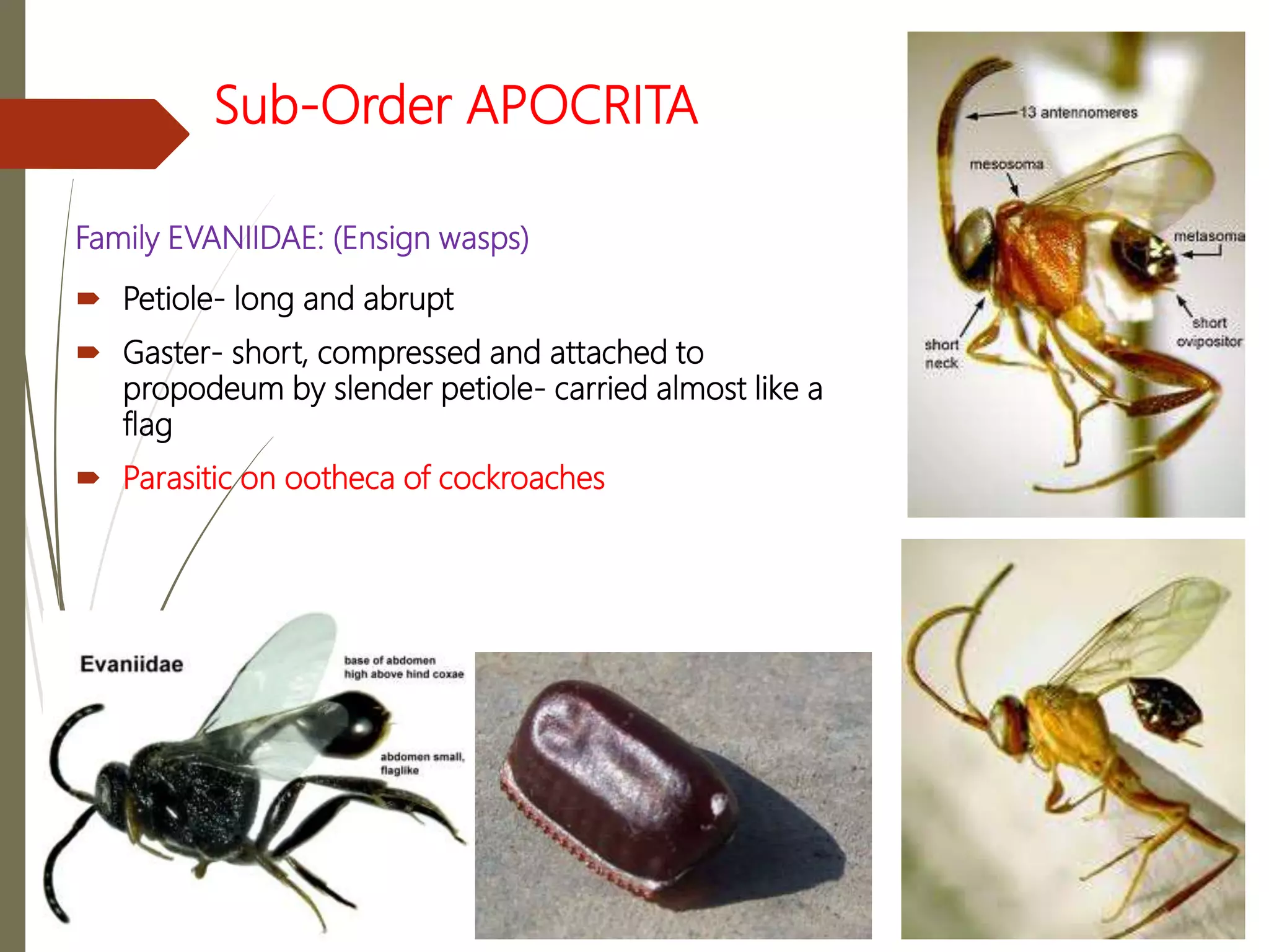 Insects Order hymenoptera | PPTX
