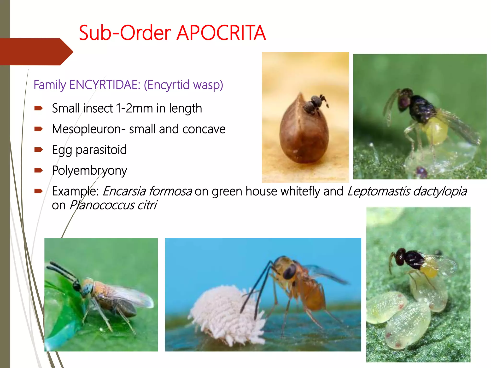 Insects Order hymenoptera | PPTX