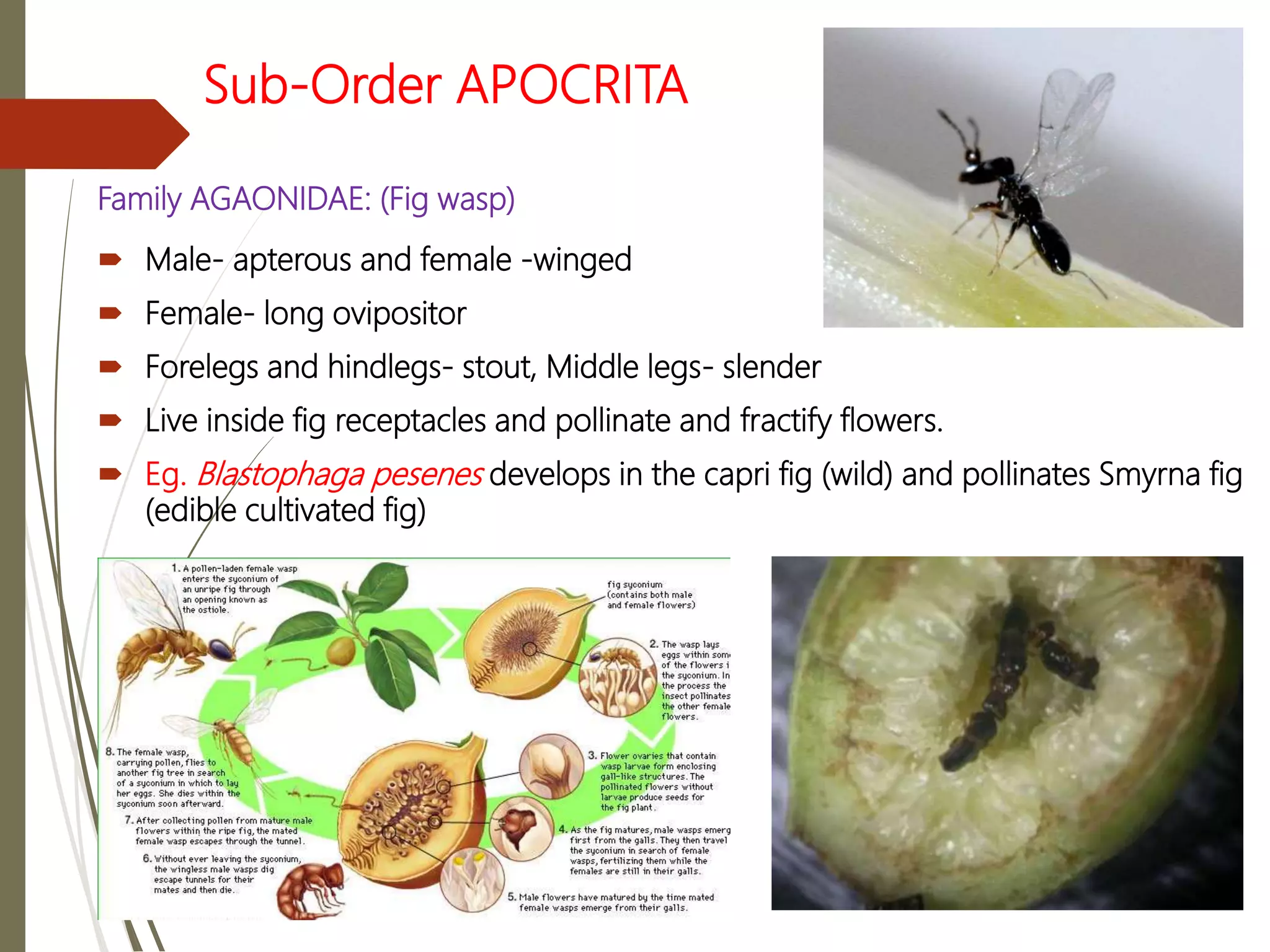 Insects Order hymenoptera | PPTX