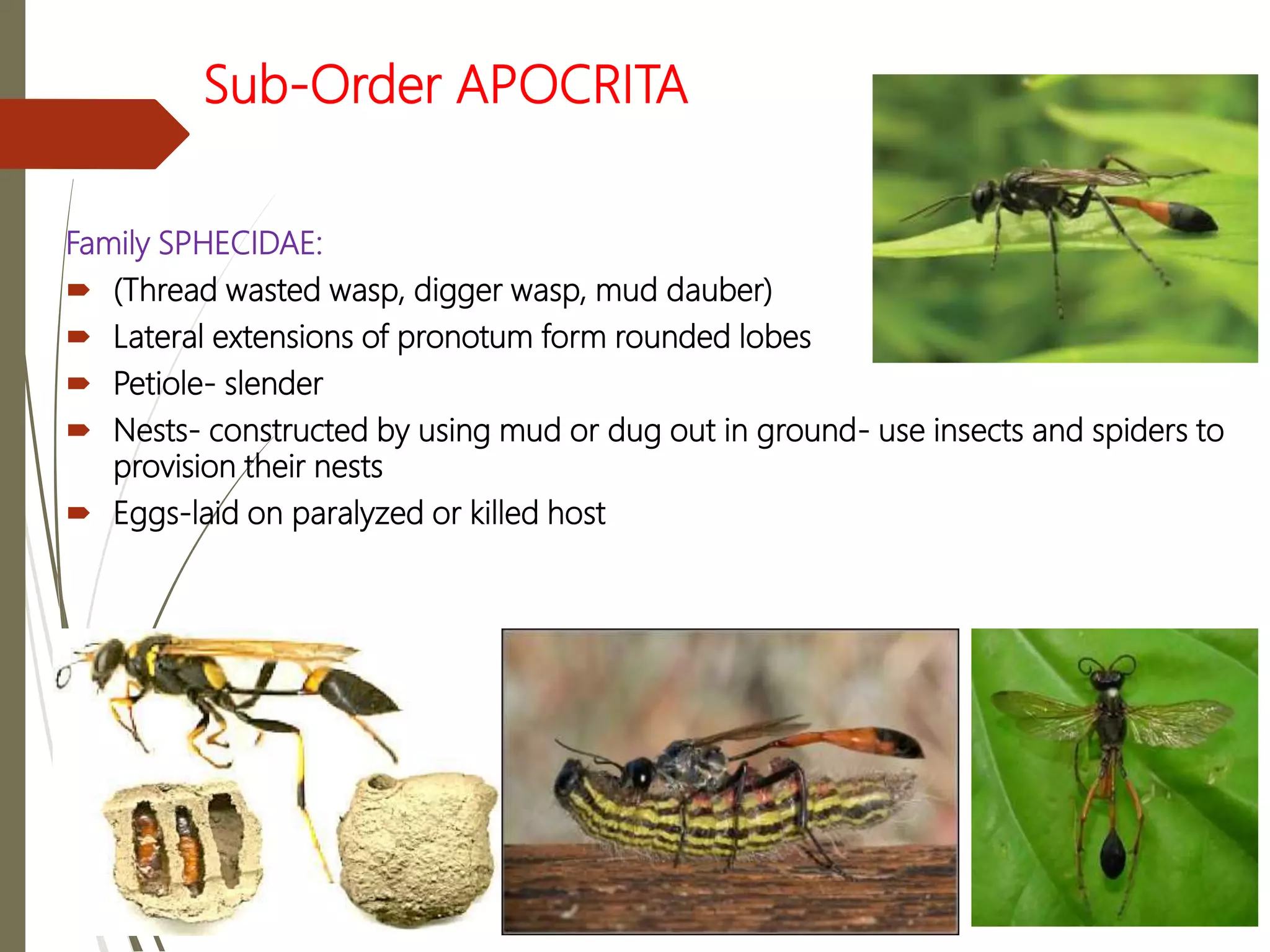 Insects Order hymenoptera | PPTX