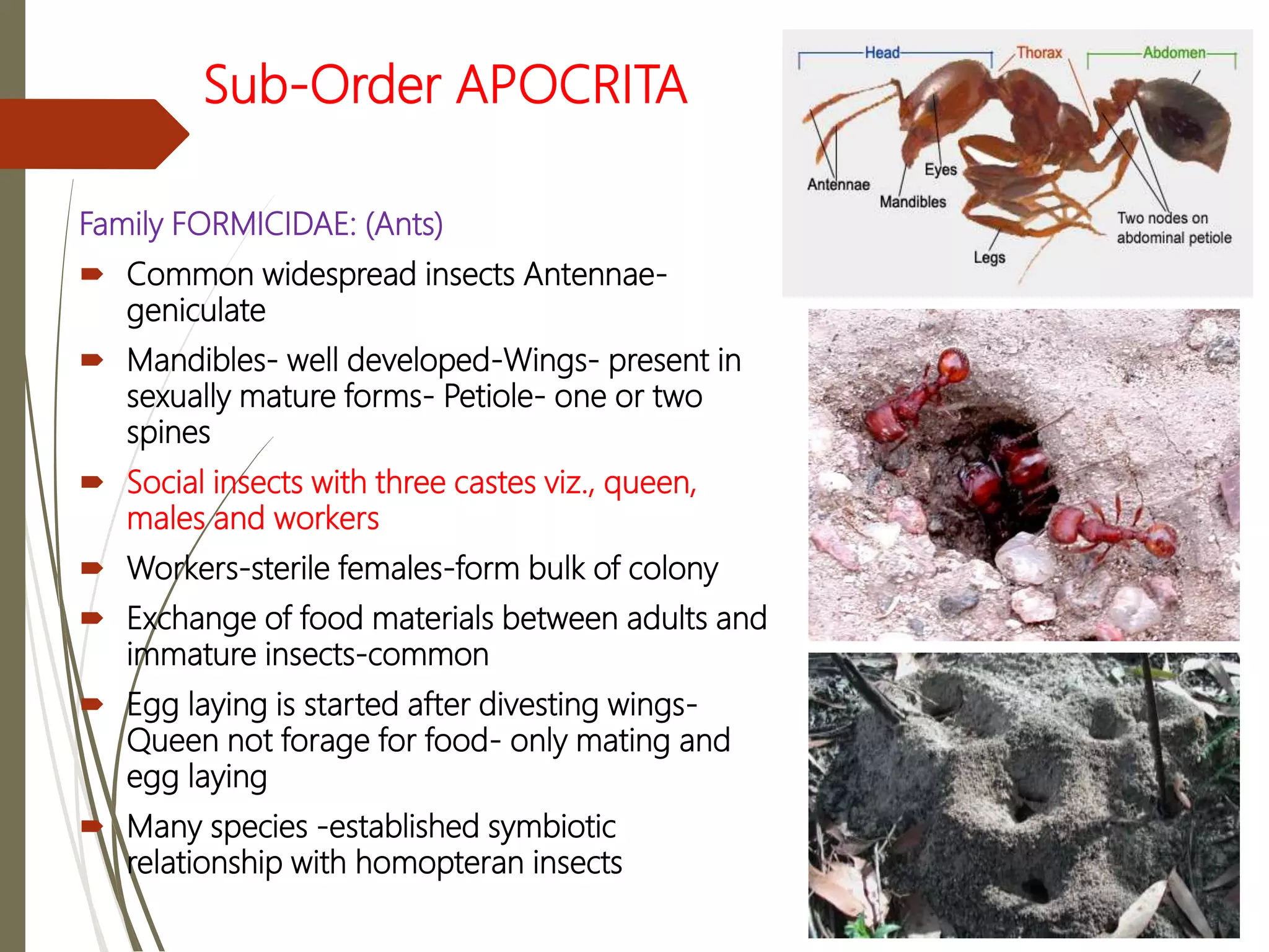 Insects Order hymenoptera | PPTX