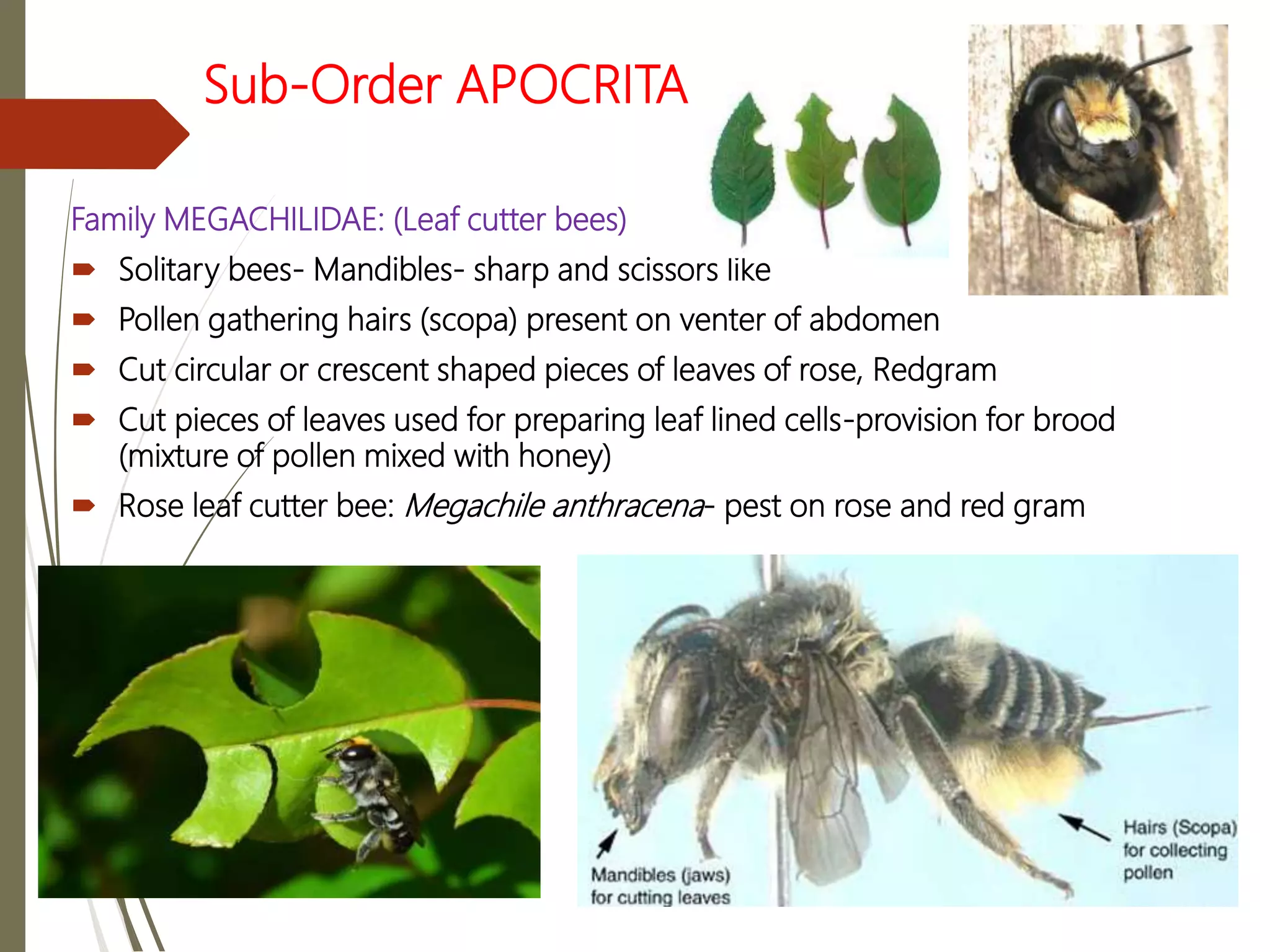Insects Order hymenoptera | PPTX | Beekeeping | Hobbies & Interests