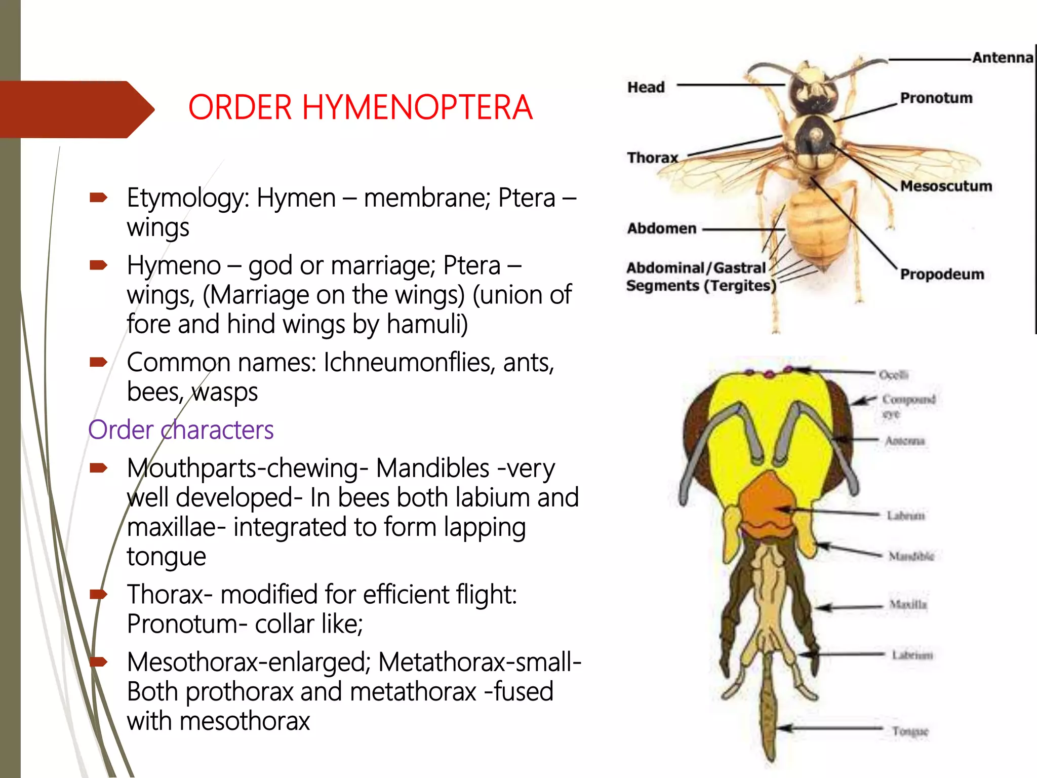 Insects Order hymenoptera | PPTX