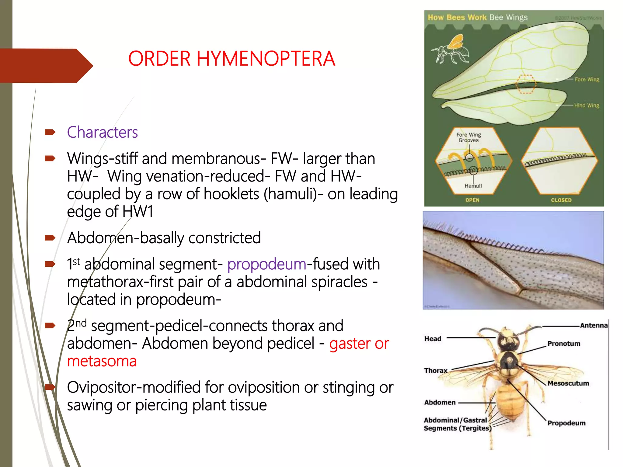 Insects Order hymenoptera | PPTX