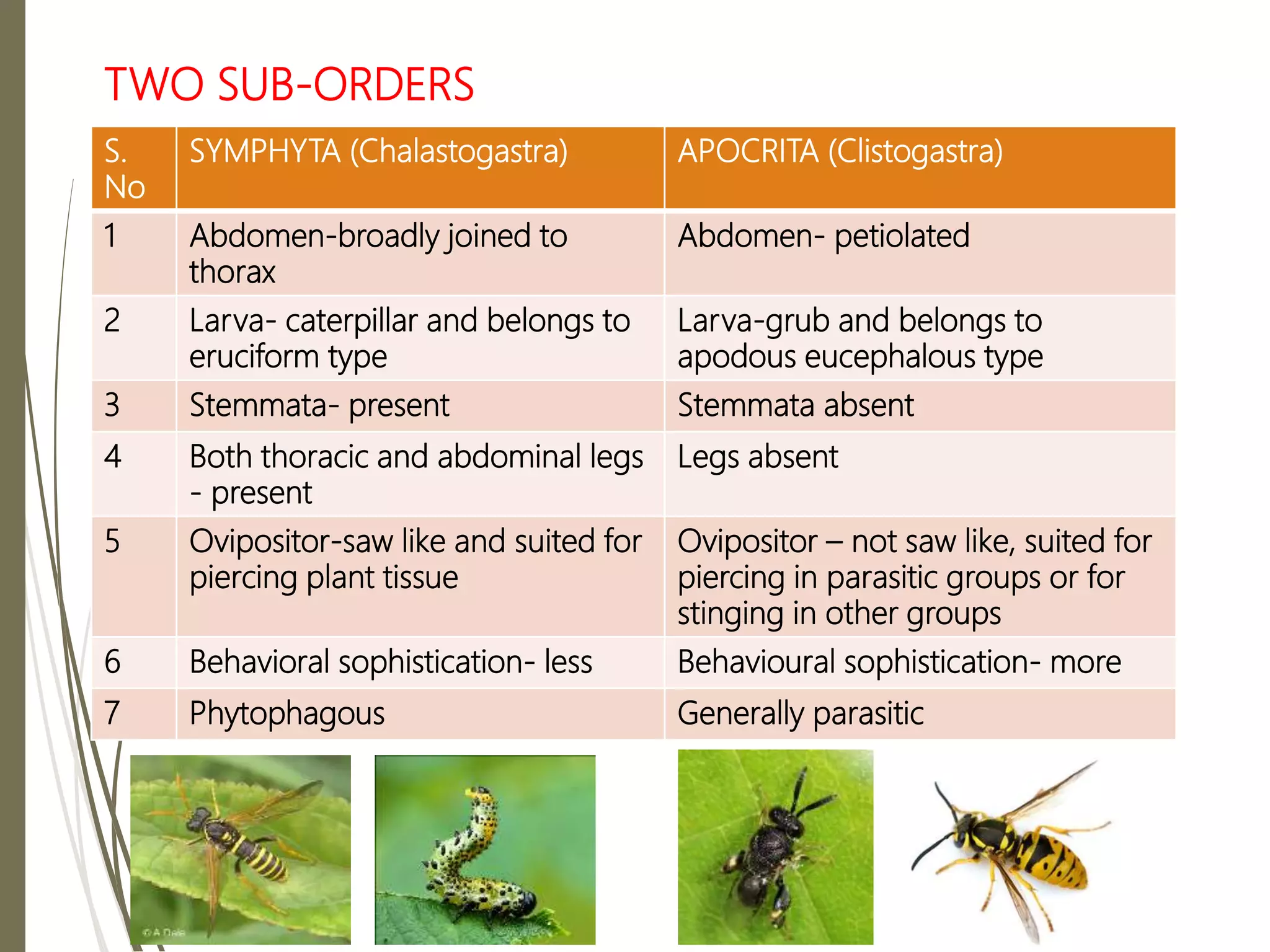 Insects Order hymenoptera | PPTX