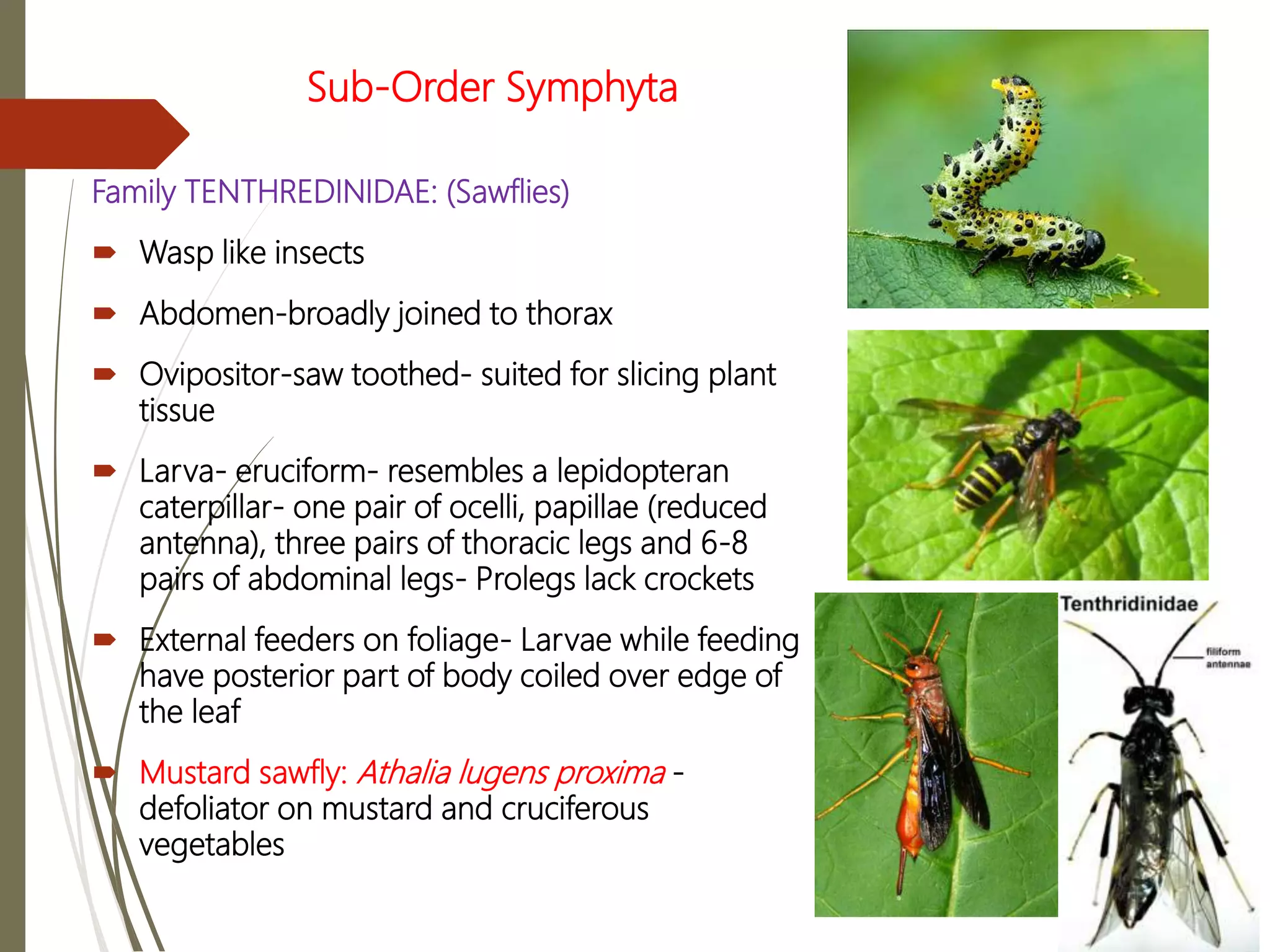 Insects Order hymenoptera | PPTX