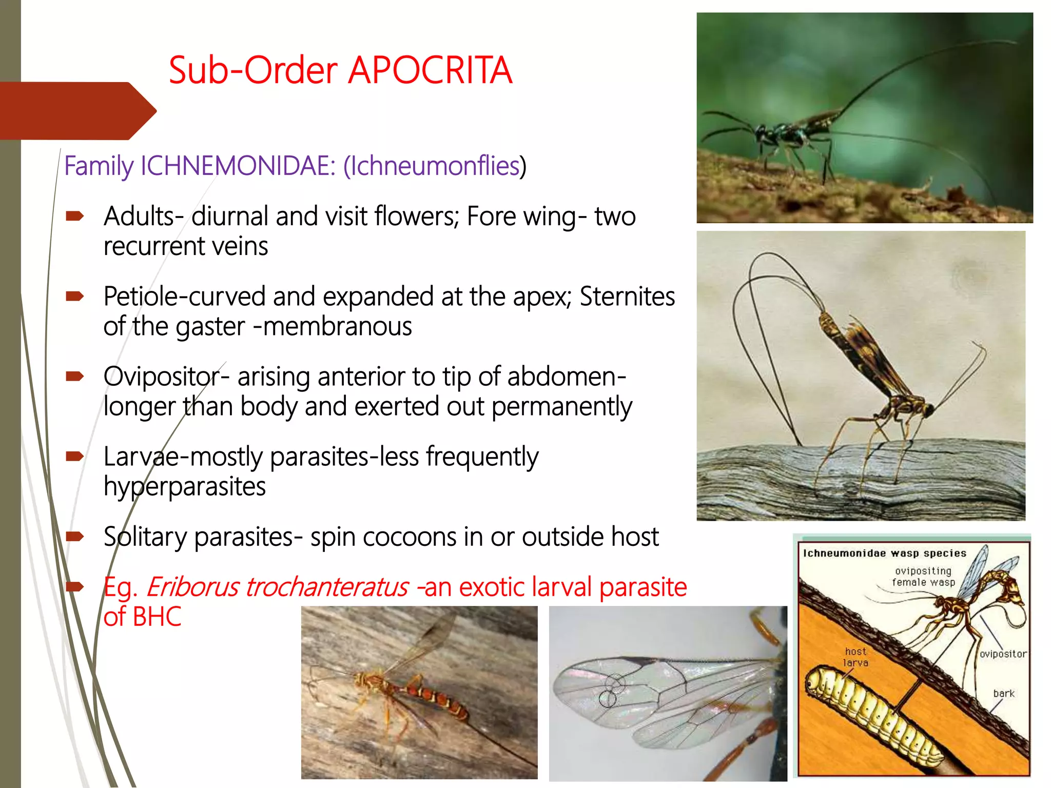 Insects Order hymenoptera | PPTX