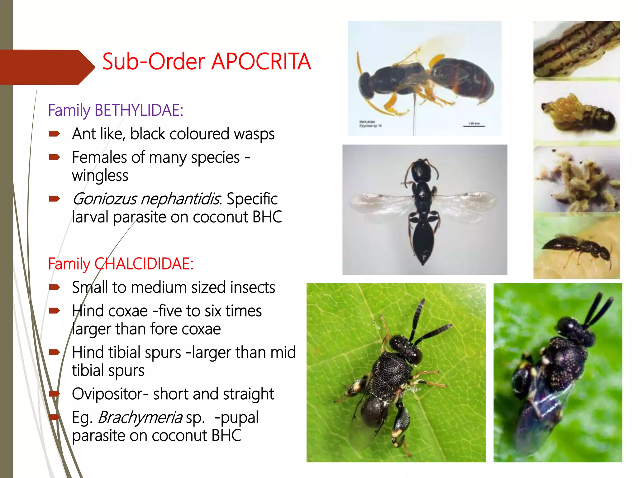 Insects Order hymenoptera | PPTX