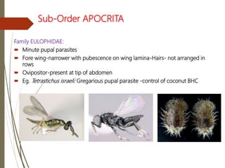 Insects Order hymenoptera | PPTX