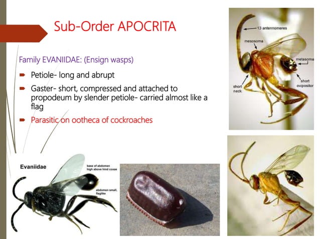 Insects Order hymenoptera | PPTX | Beekeeping | Hobbies & Interests