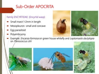 Insects Order hymenoptera | PPTX