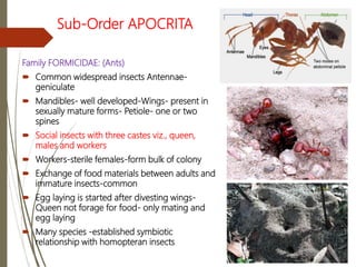 Insects Order hymenoptera | PPTX