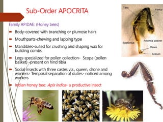 Insects Order hymenoptera | PPTX