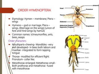 Insects Order hymenoptera | PPTX