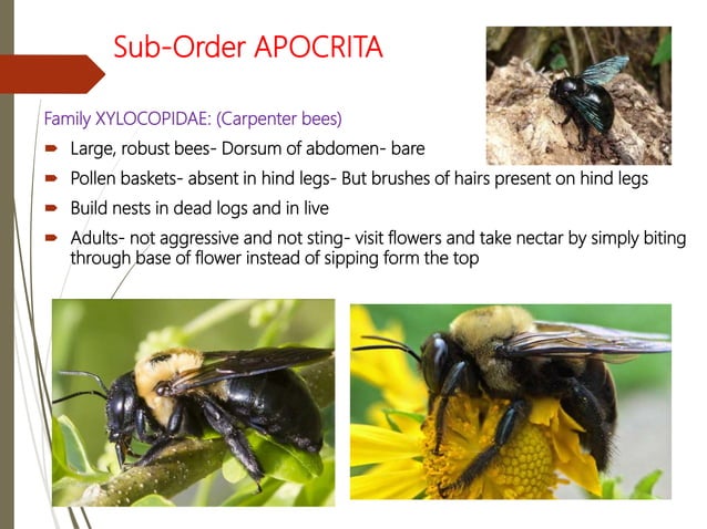 Insects Order hymenoptera | PPTX | Beekeeping | Hobbies & Interests