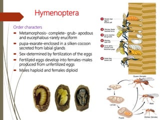 Insects Order hymenoptera | PPTX