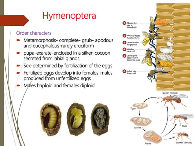 Insects Order hymenoptera | PPTX | Beekeeping | Hobbies & Interests