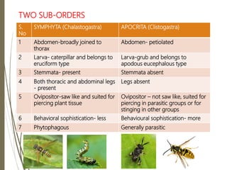 Insects Order hymenoptera | PPTX