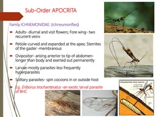 Insects Order hymenoptera | PPTX