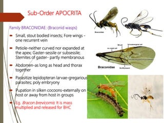 Insects Order hymenoptera | PPTX