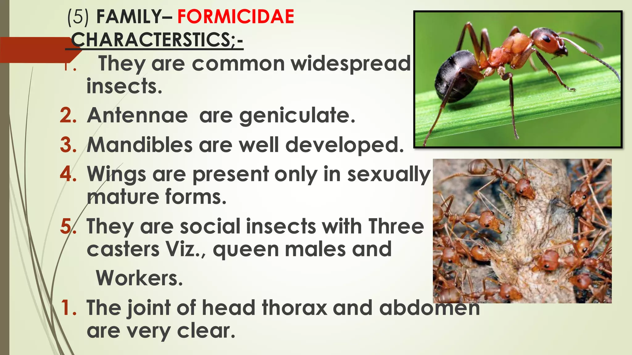 Order:- hymenoptera(important families) | PDF