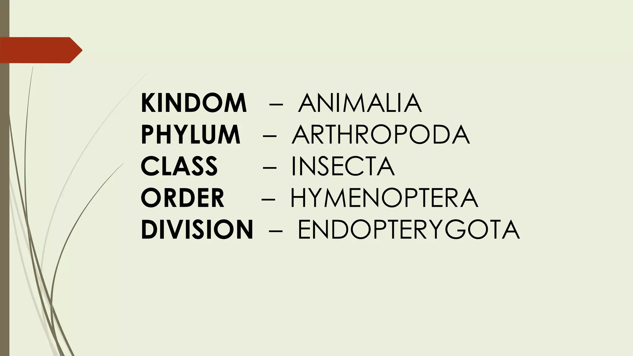 Order:- hymenoptera(important families) | PDF