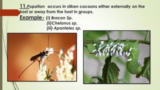 Order:- hymenoptera(important families) | PDF