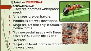 Order:- hymenoptera(important families) | PDF