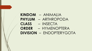 Order:- hymenoptera(important families) | PDF