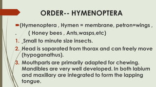 Order:- hymenoptera(important families) | PDF | Beekeeping | Hobbies ...
