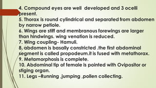 Order:- hymenoptera(important families) | PDF