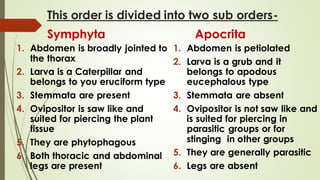 Order:- hymenoptera(important families) | PDF