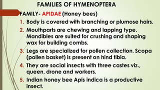 Order:- hymenoptera(important families) | PDF