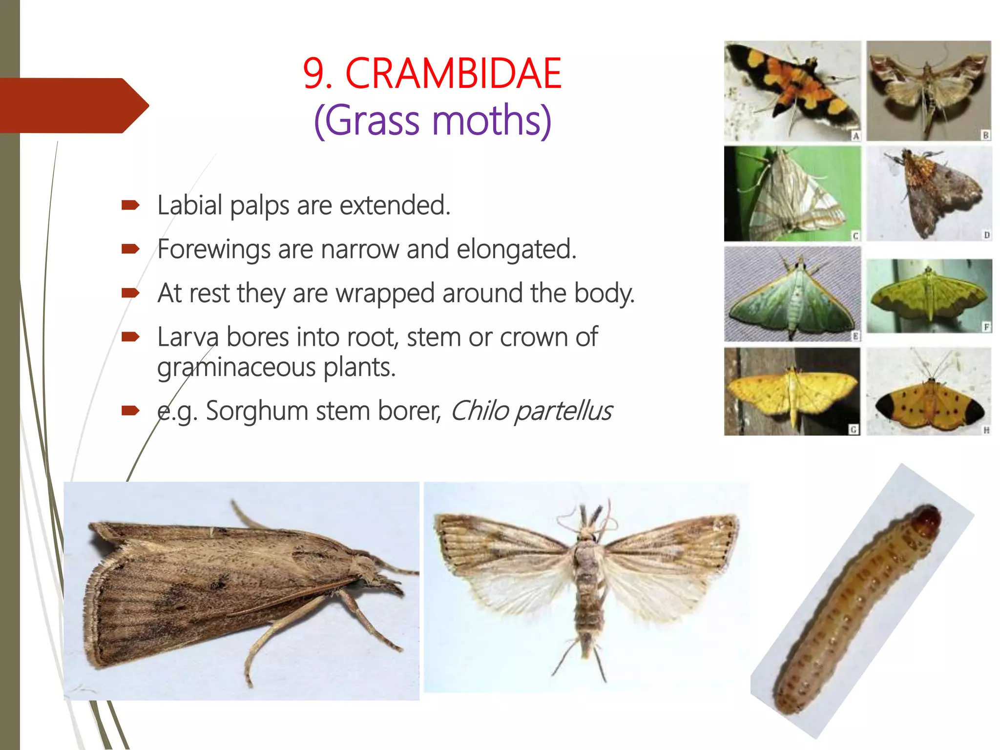Insect Order lepidoptera | PPTX