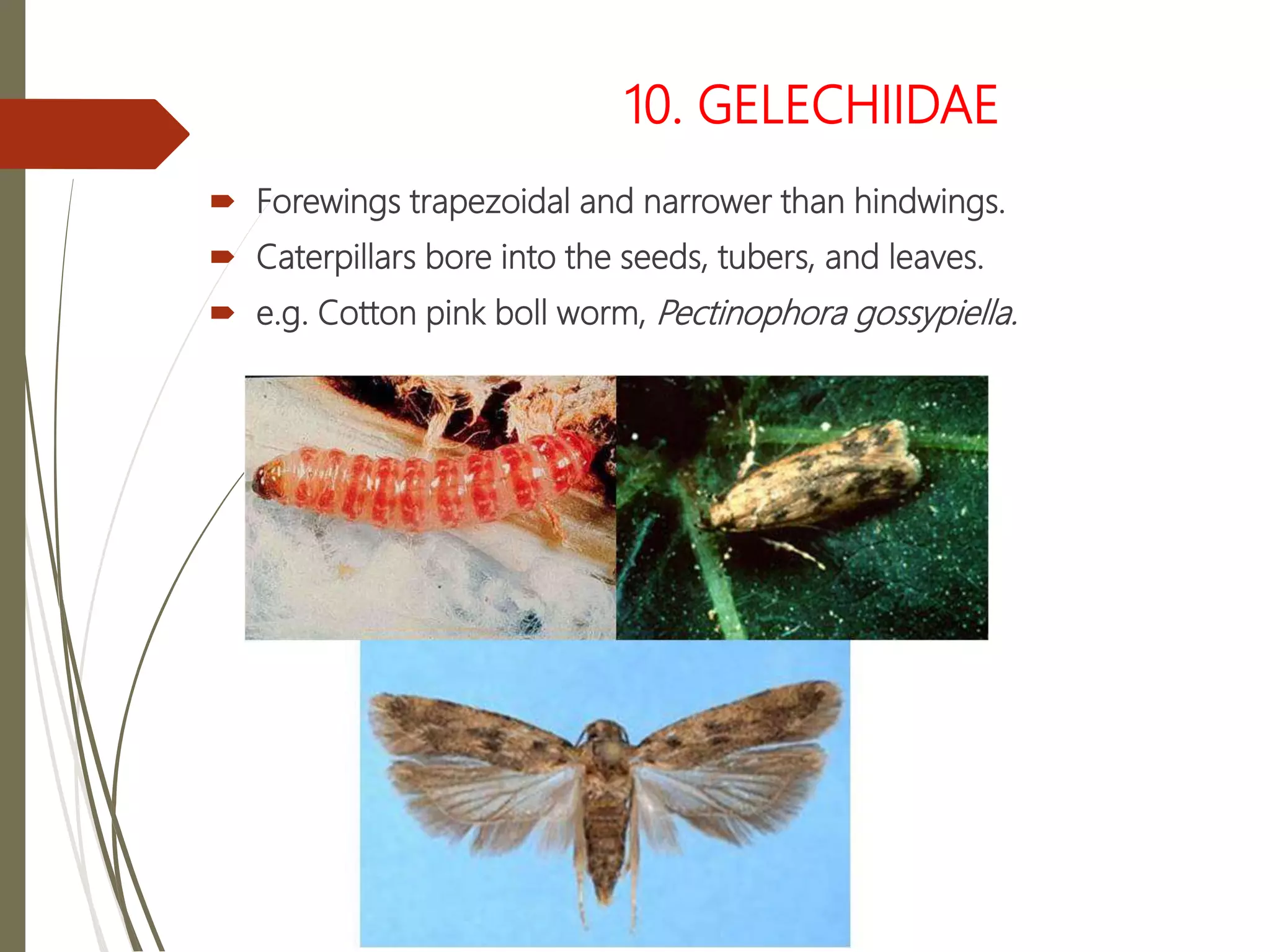 Insect Order lepidoptera | PPTX