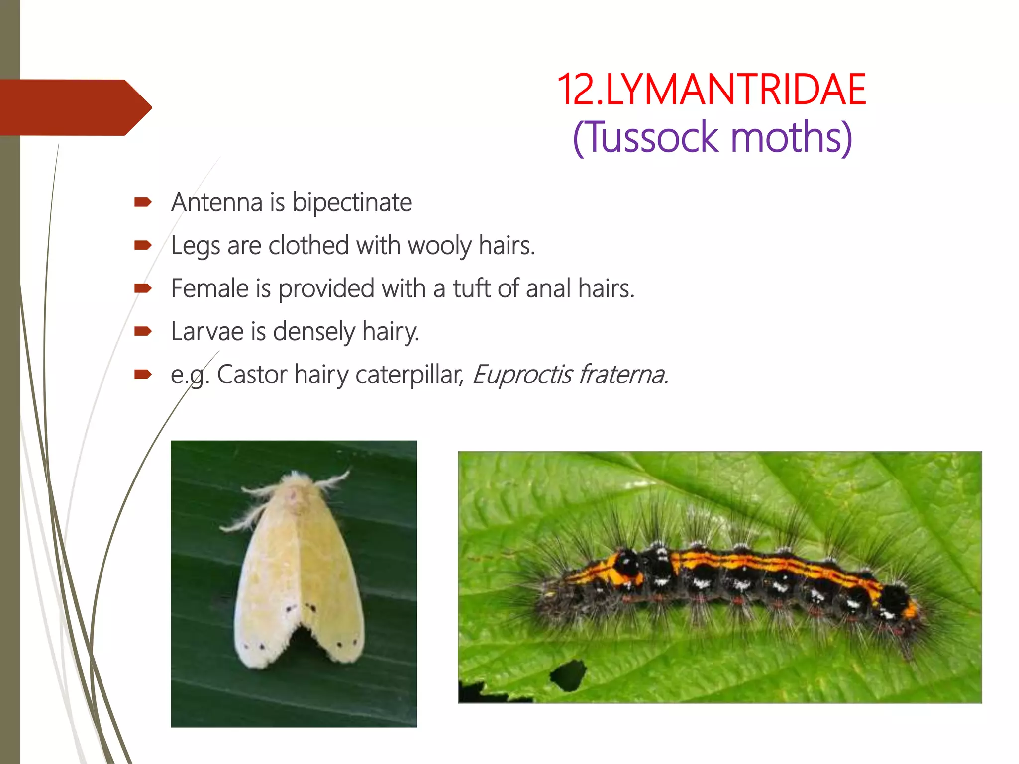 Insect Order lepidoptera | PPTX