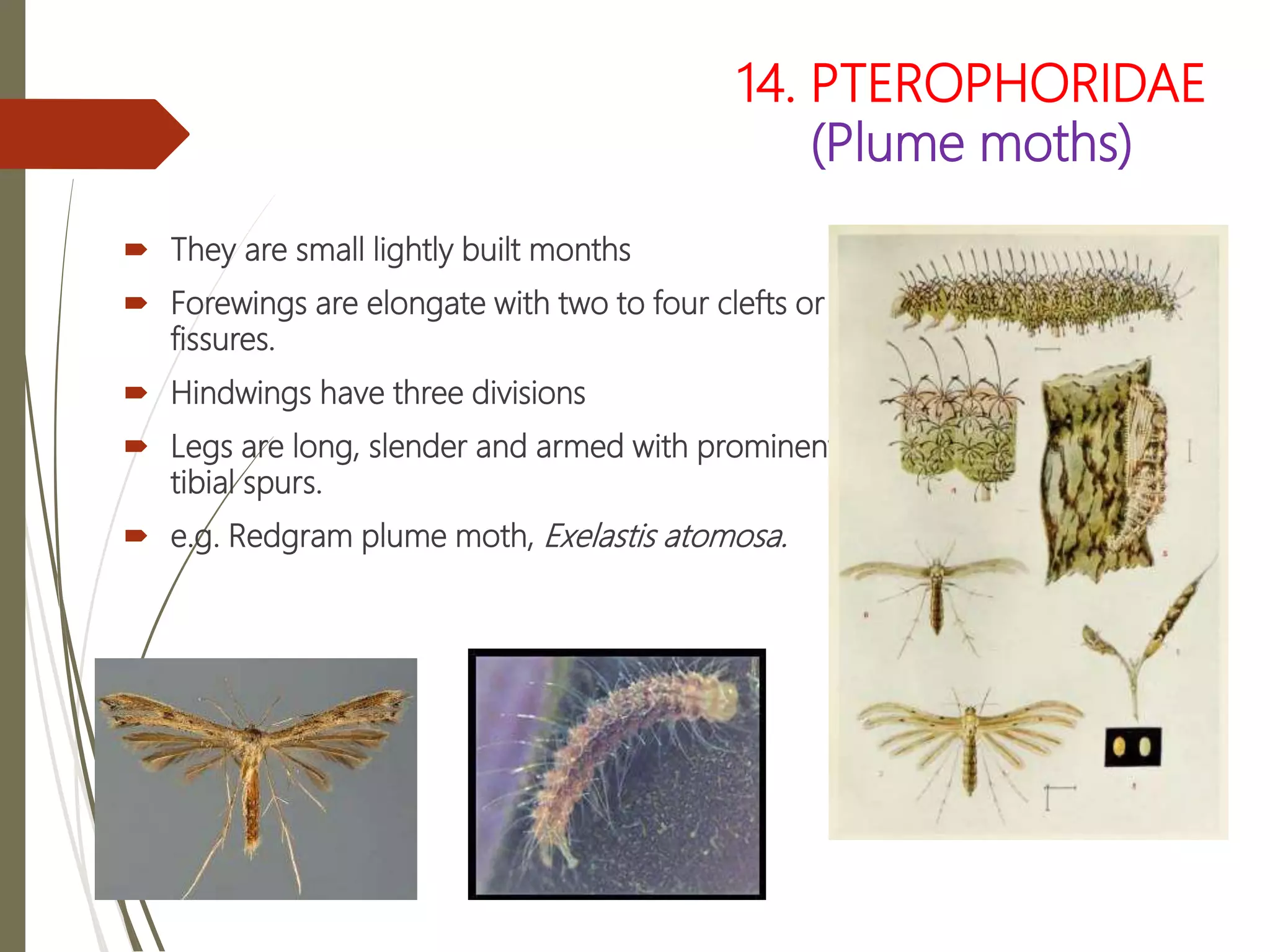 Insect Order lepidoptera | PPTX