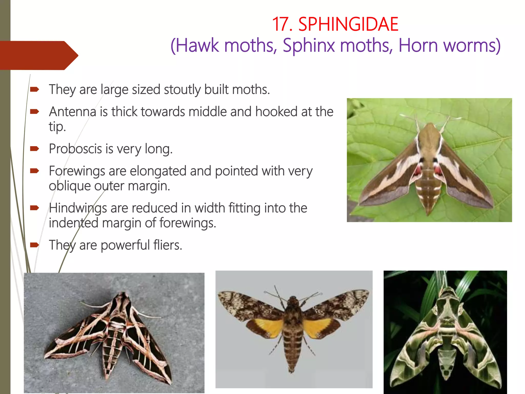 Insect Order lepidoptera | PPTX