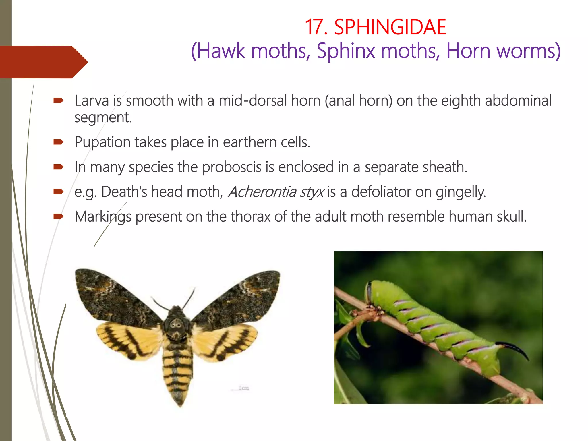 Insect Order lepidoptera | PPTX