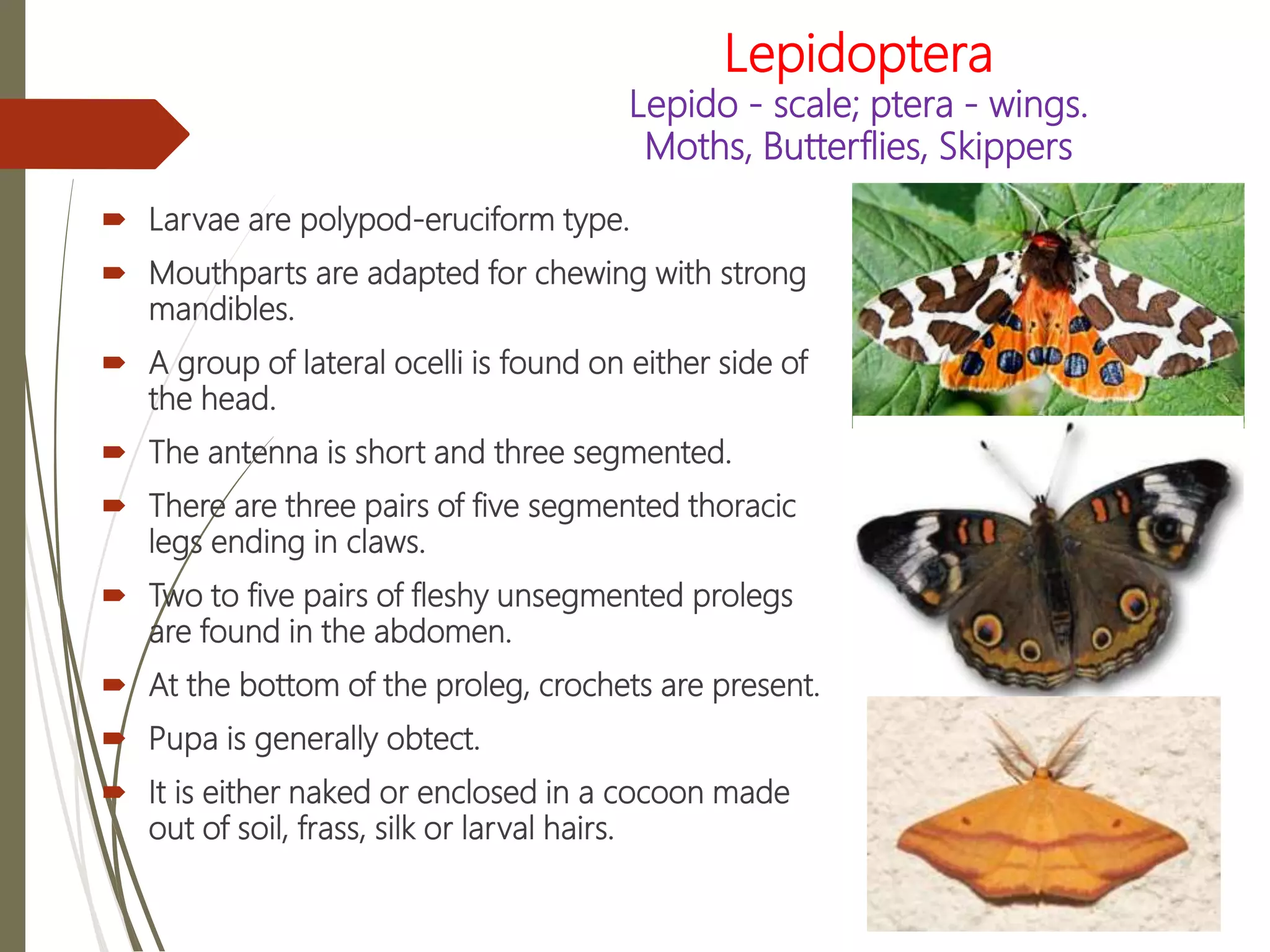 Insect Order lepidoptera | PPTX