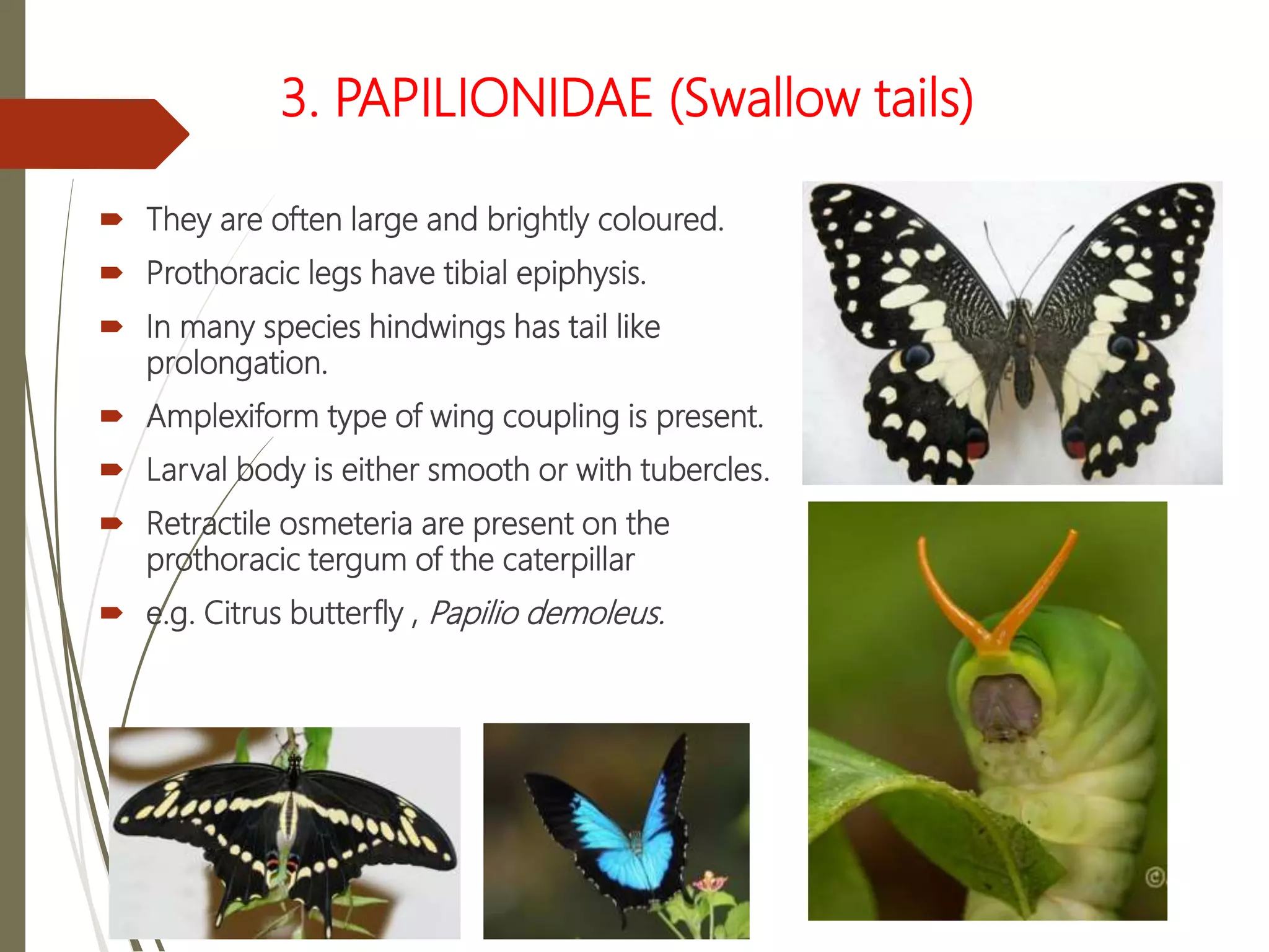 Insect Order lepidoptera | PPTX